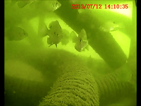 Anglers Finding Georgia Cubes to be Fishing Hotspots - Friends of ...